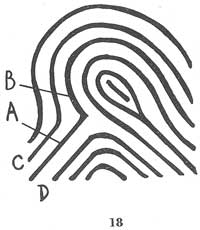 The Science of Fingerprints