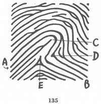 The Science of Fingerprints